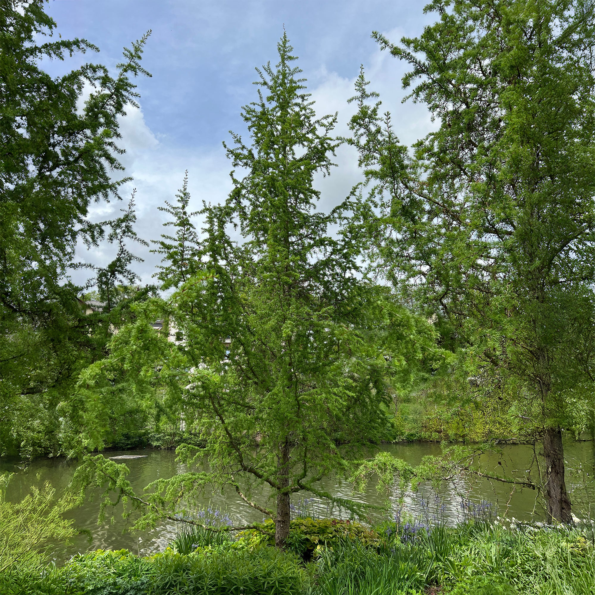 Mélèze du Japon - Larix kaempferi