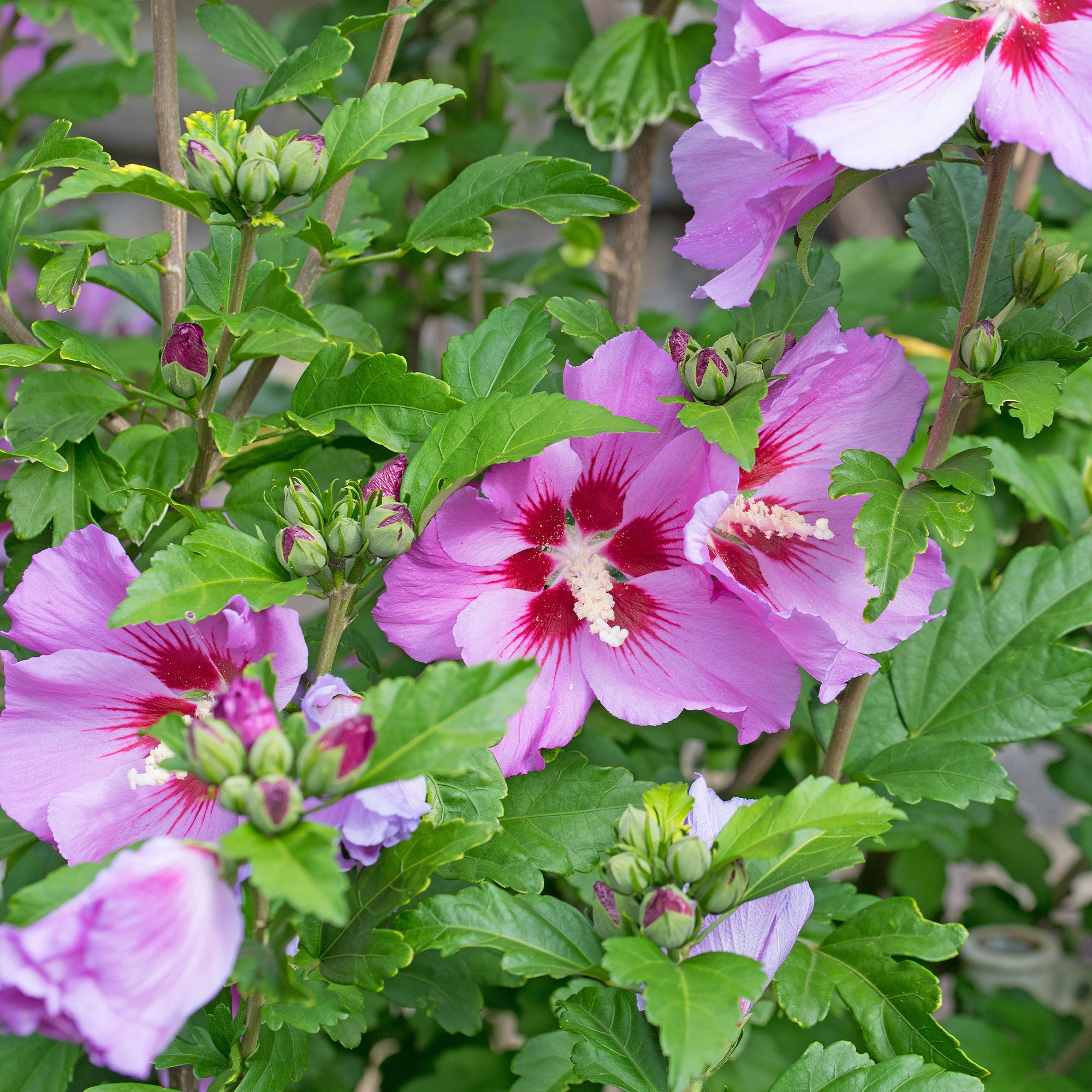 Hibiscus Flower Tower Purple ® - Hibiscus syriacus Flower Tower Purple