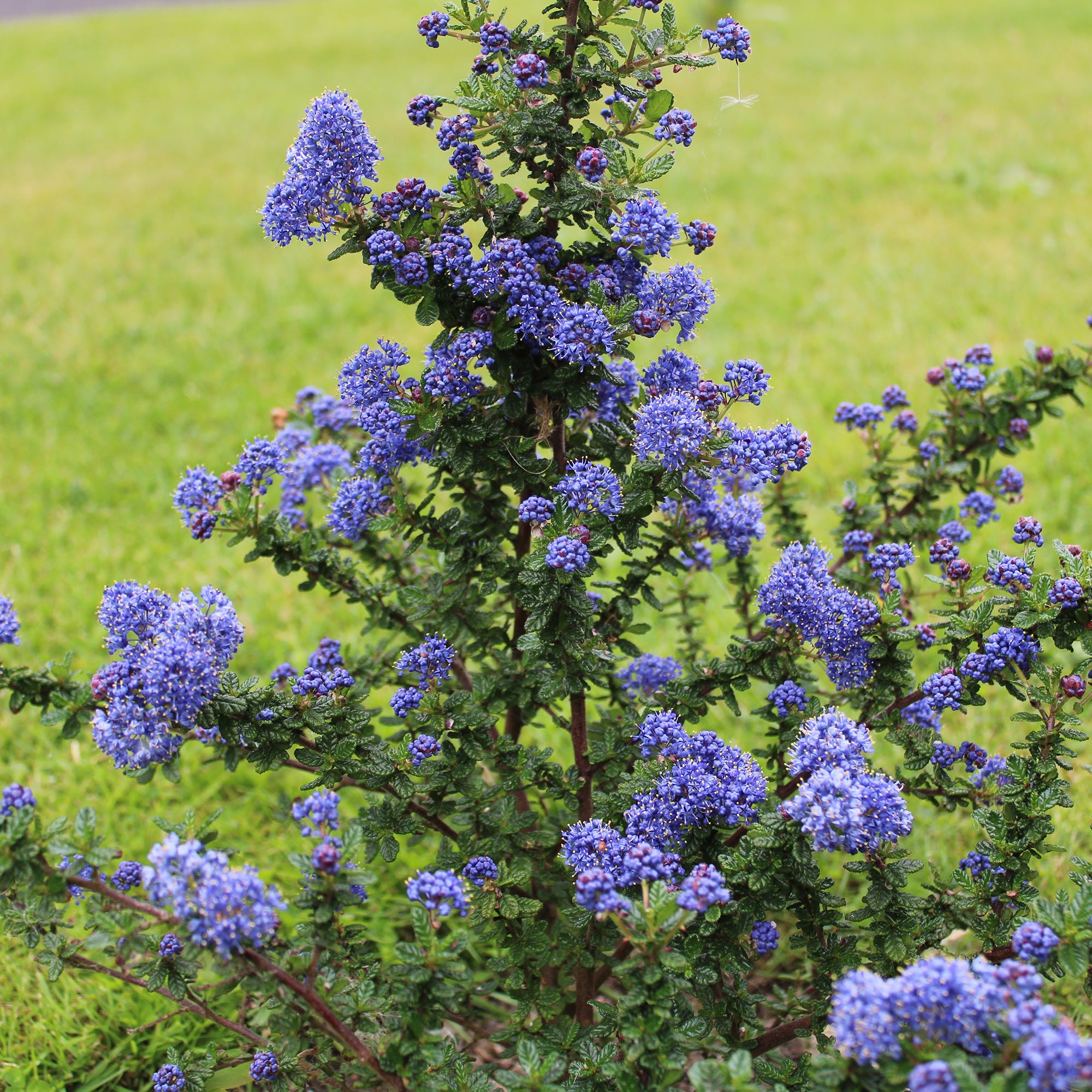 Céanothe Dark Star - Ceanothus impressus Dark Star