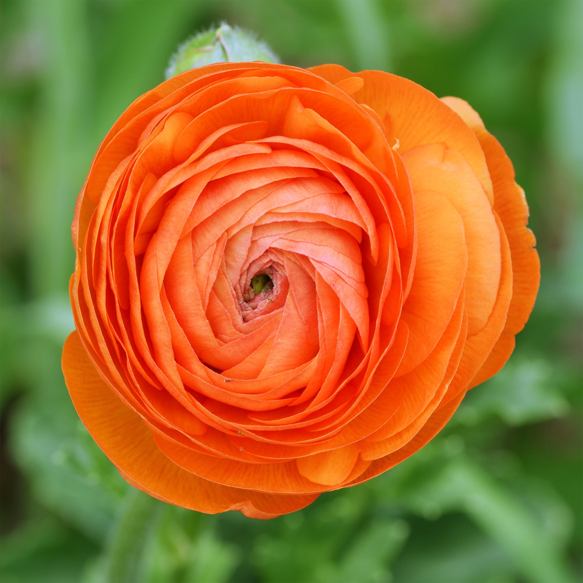 Bulbes 10 Renoncules oranges - Ranunculus asiaticus Orange