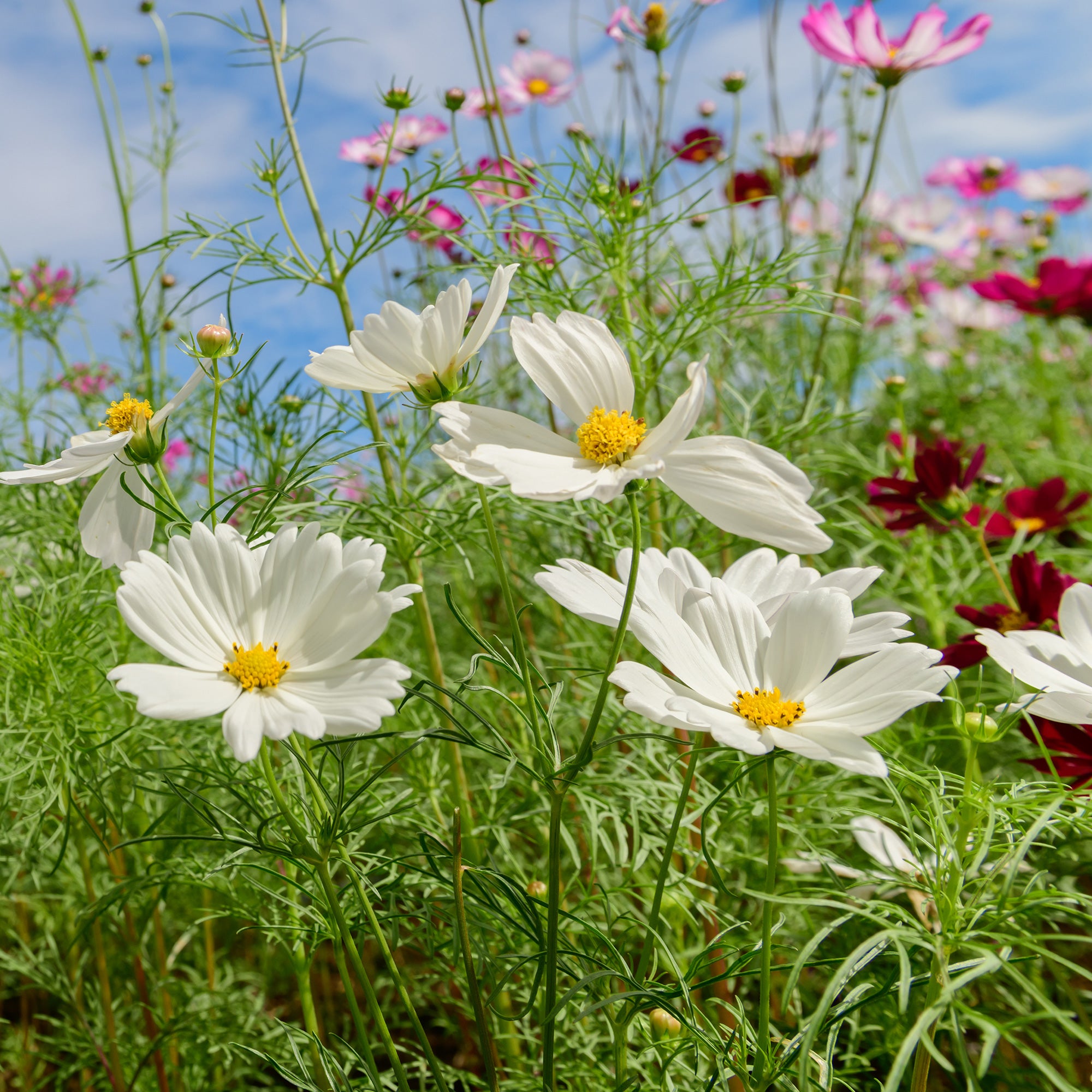 Cosmos blanc - Cosmos white