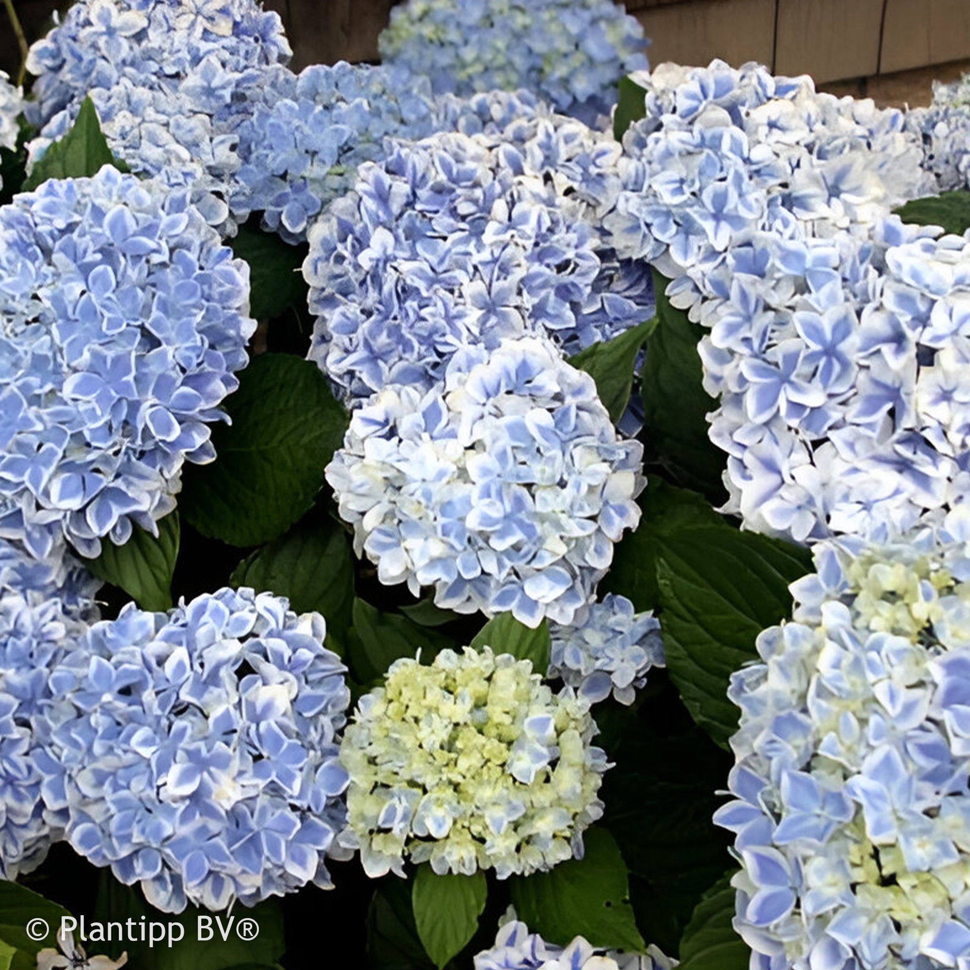 Hortensia Peppermint - Hydrangea macrophylla peppermint