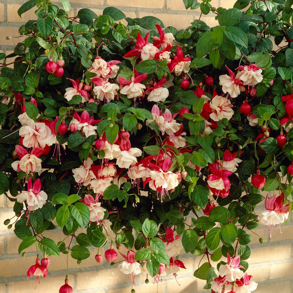 3 Fuchsias retombants Swingtime - Fuchsia swingtime