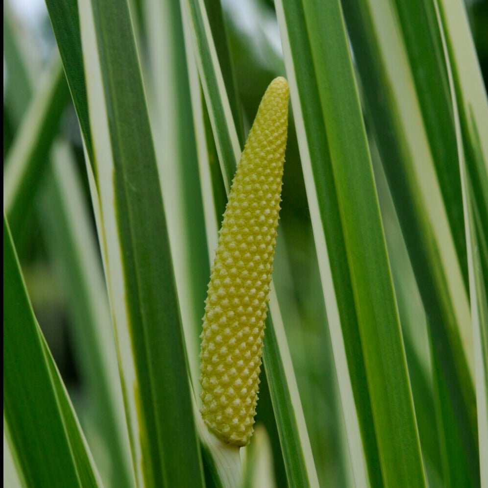Acore odorant panaché - Acorus calamus variegatus