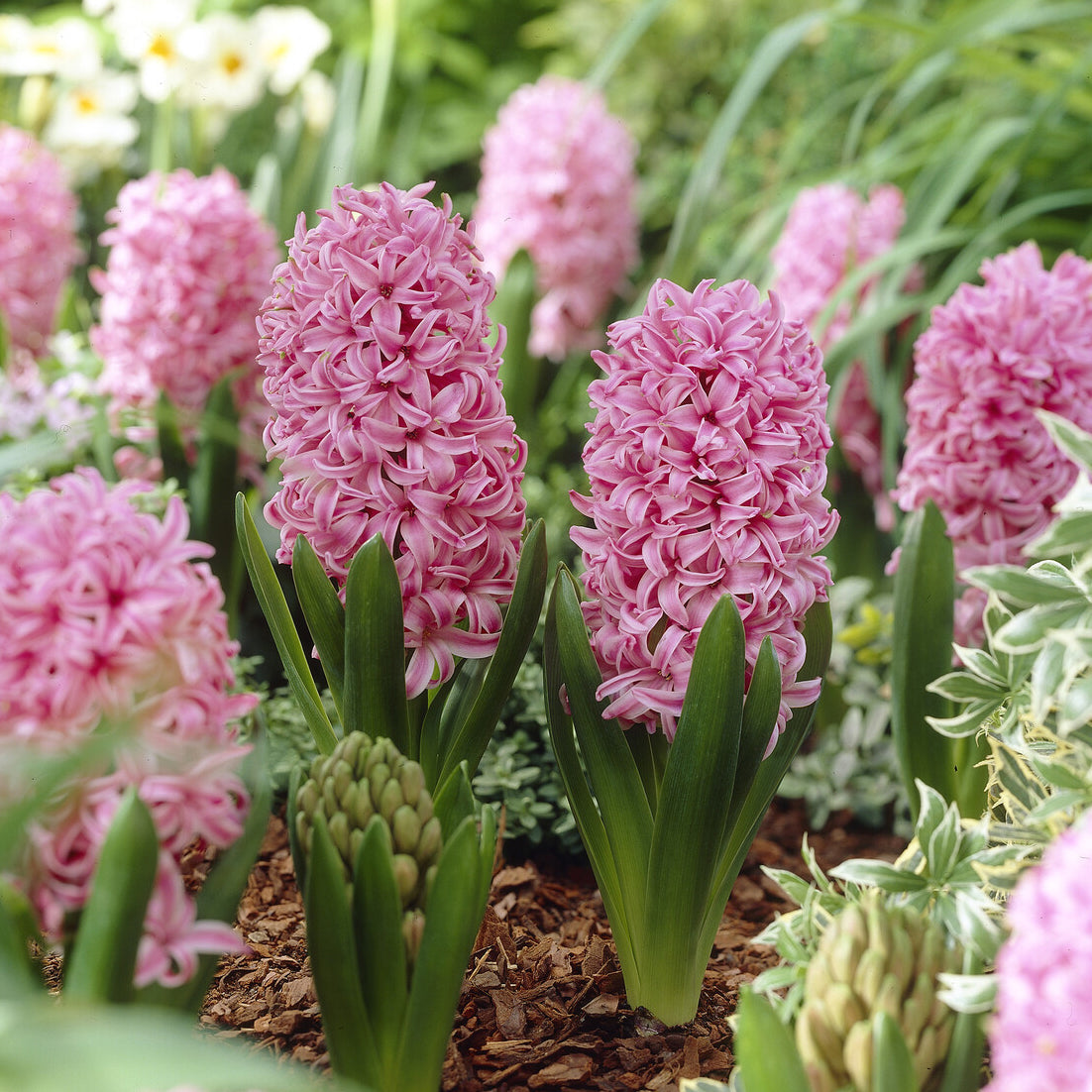 Bulbes Jacinthe Pink Pearl - Hyacinthus orientalis Pink Pearl