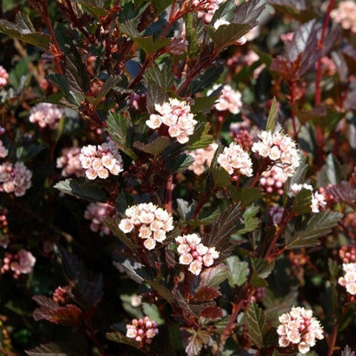 Physocarpe Little D vil Physocarpus Opulifolius Little Devil
