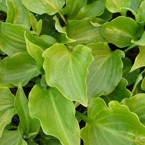 Hosta Invincible - Hosta invincible