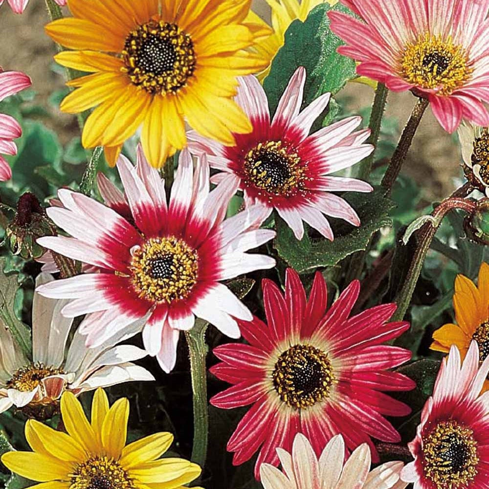 Graines Arctotis à grandes fleurs Harlequin en mélange - Arctotis acaulis