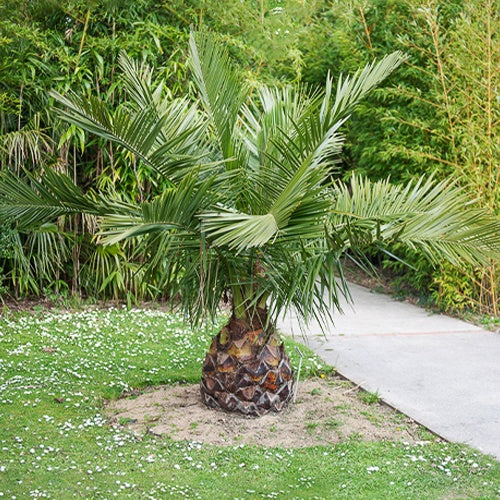 cocotier-du-chili-jubaea-chilensis