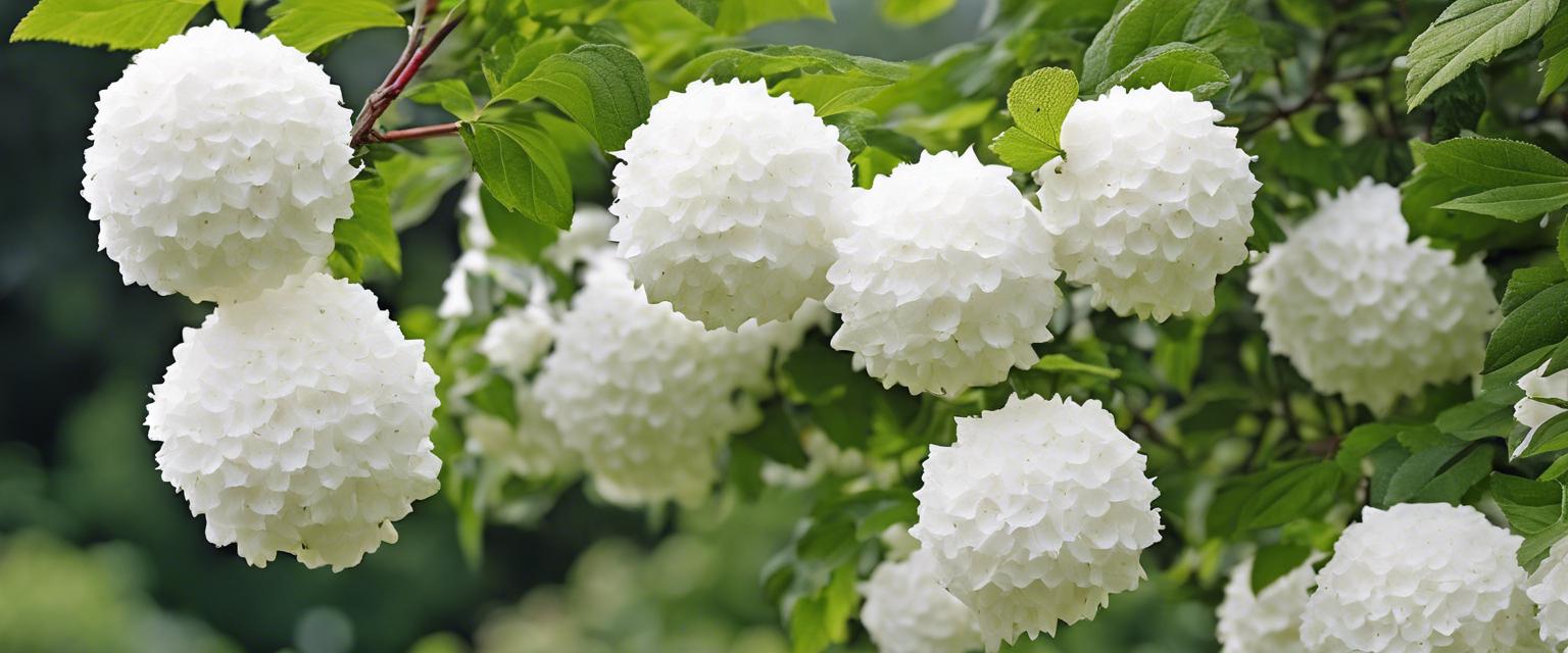 Découvrez tout sur l'Arbuste boule de neige : Variétés, soins et plant