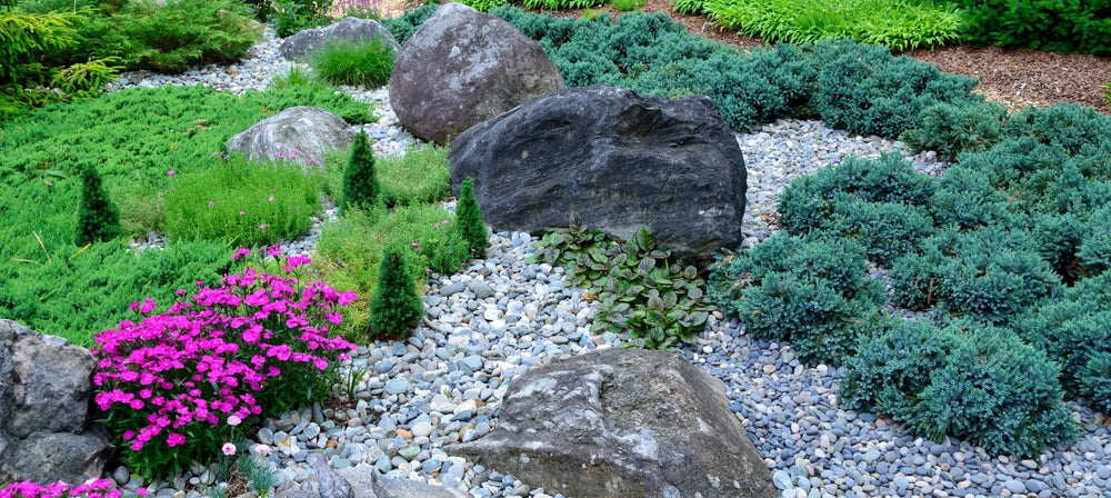Jardin de rocaille pour zones sèches et soleil | Willemse