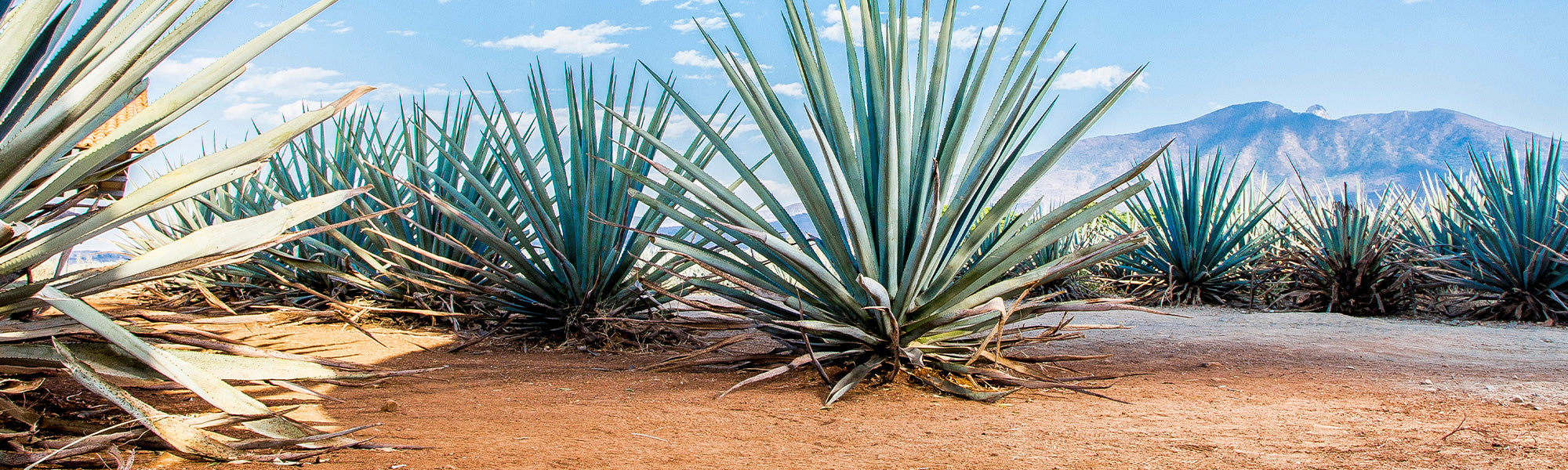 Agave de Salm - Agave salmiana pour jardin sec | Willemse