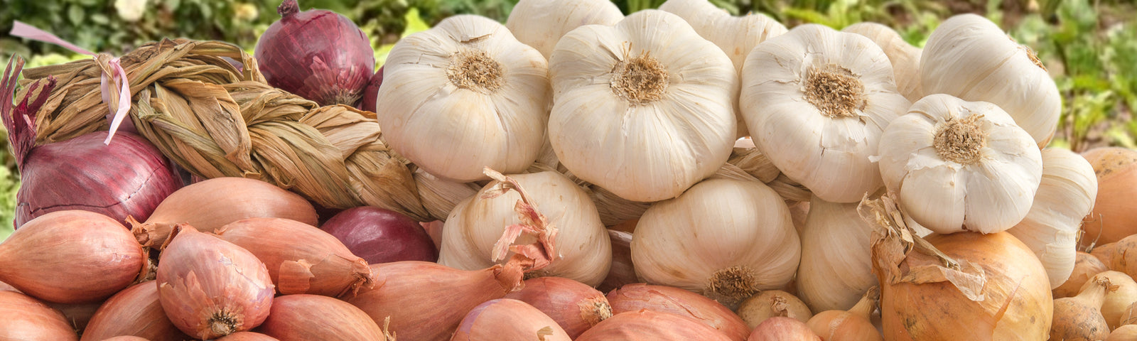 Ail‚ Oignons et Echalotes | Achat, Vente en ligne - Willemse