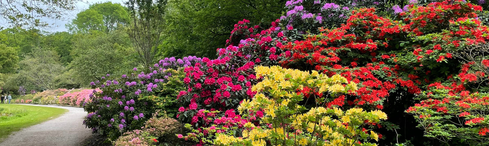 Arbustes à fleurs pour haie, massif ou bac | Willemse