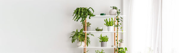 Jusqu’à -20% sur les plantes d’intérieur