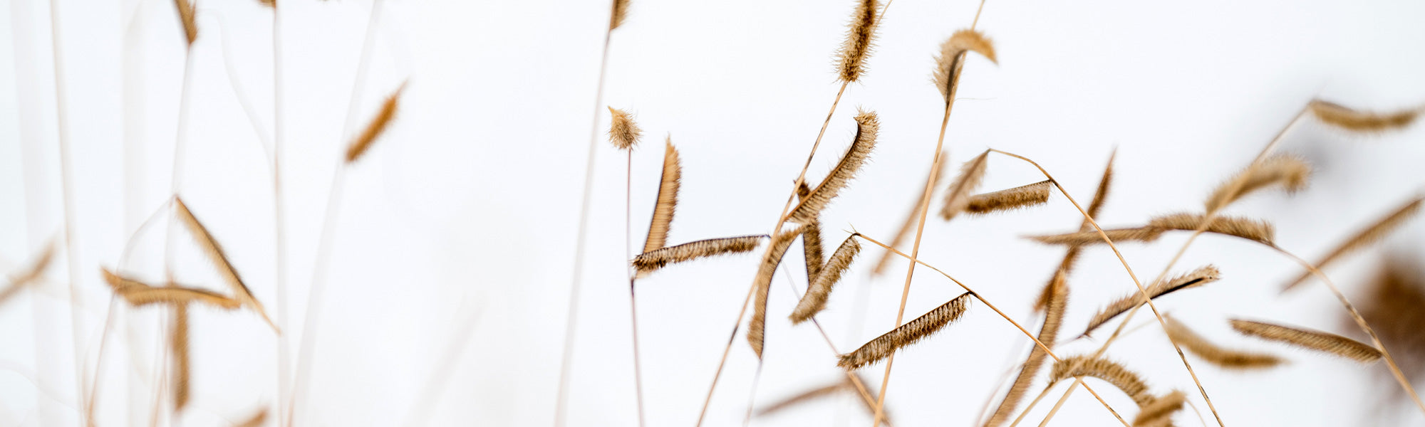 Boutélou simple - Bouteloua simplex | Achat, Vente en ligne - Willemse