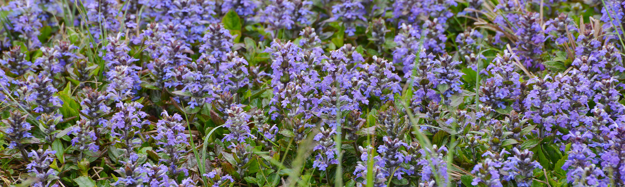 Bugle incisif - Ajuga incisa | Achat, Vente en ligne - Willemse