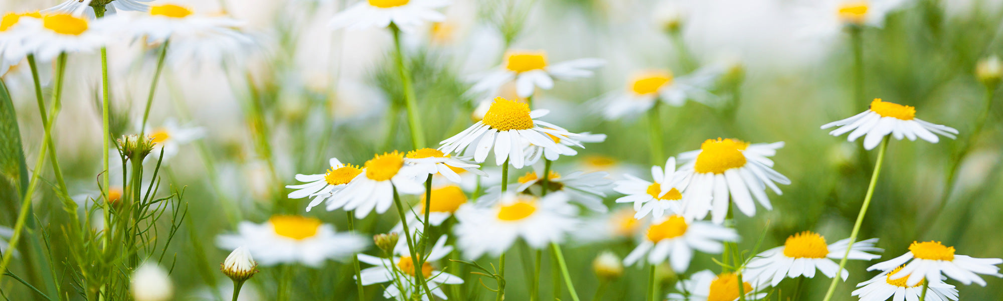 Camomille inodore - Matricaria inodora | Achat, Vente en ligne - Willemse