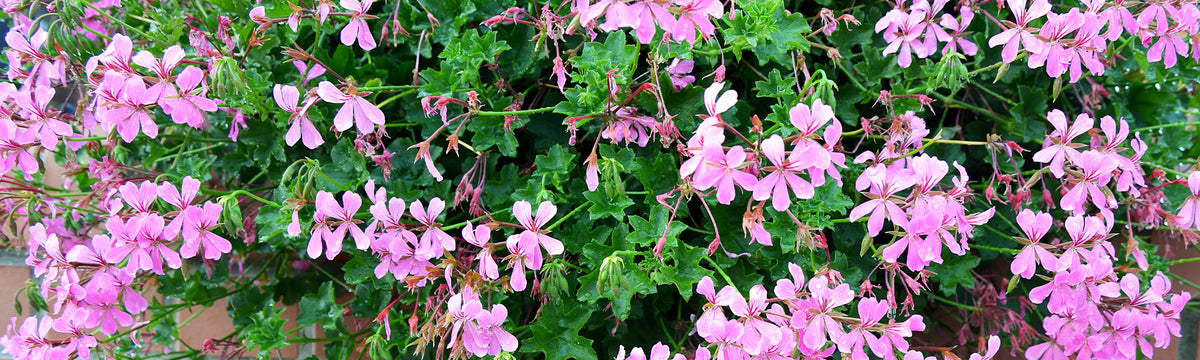 Géranium lierre pour balcon et pot fleuris | Willemse