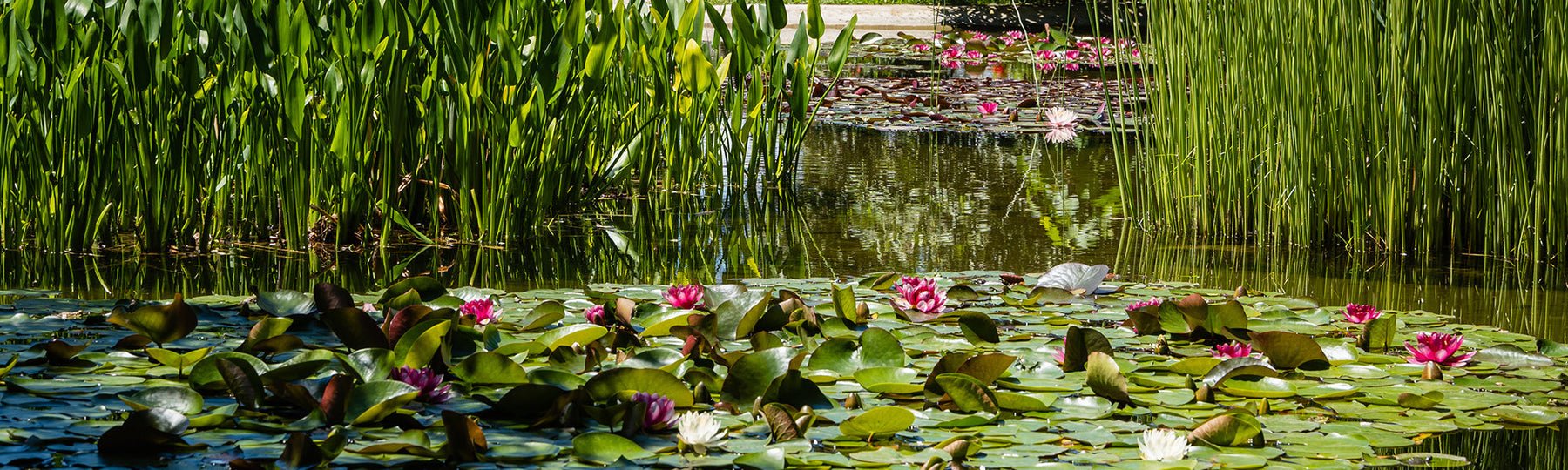 Collections de plantes aquatiques | Achat, Vente en ligne - Willemse