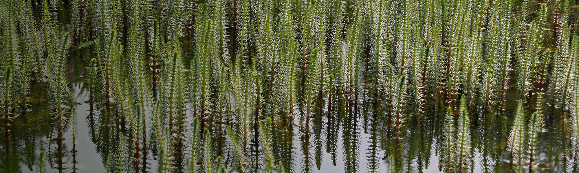 Plantes oxygénantes pour bassin clair | Willemse