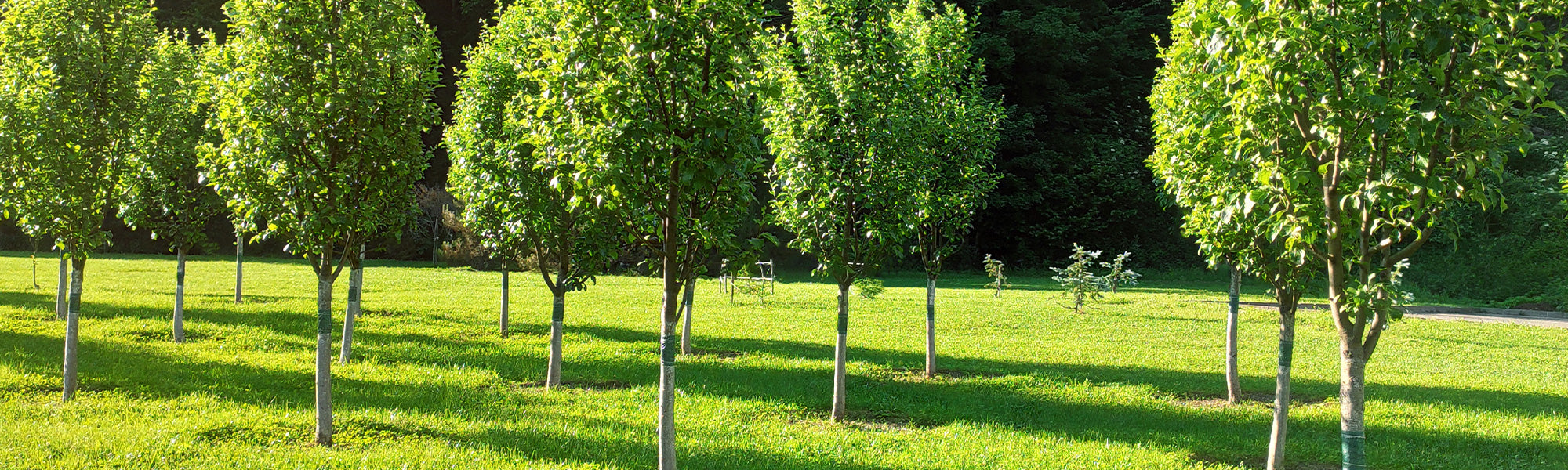 Nouveautés arbres pour ombre et structure | Willemse