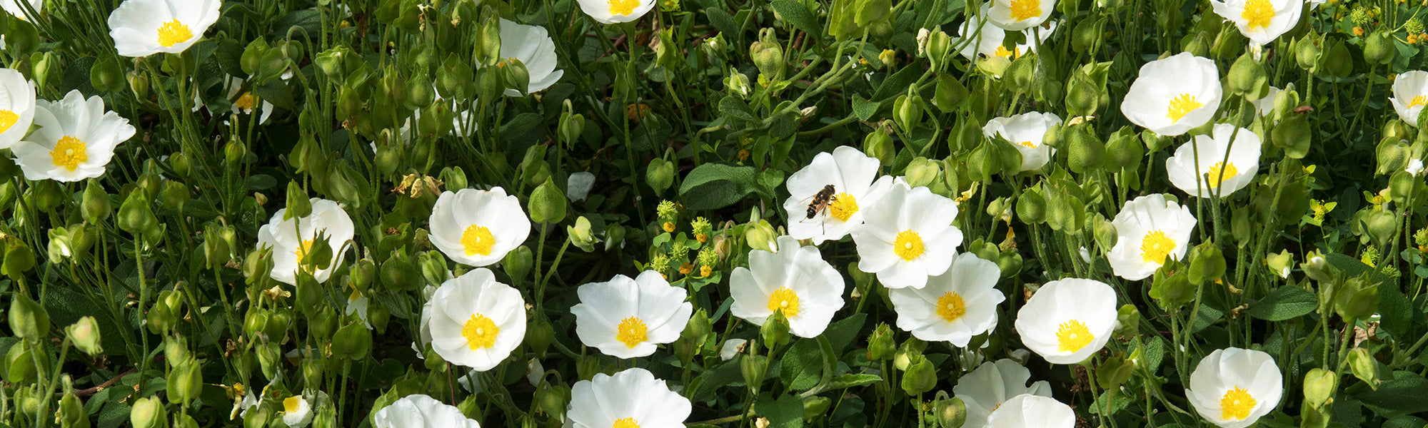 Ciste blanc - Cistus albidus | Achat, Vente en ligne - Willemse