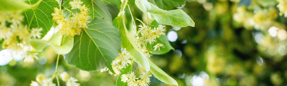 Tilleul pour ombre et fraîcheur au jardin | Willemse