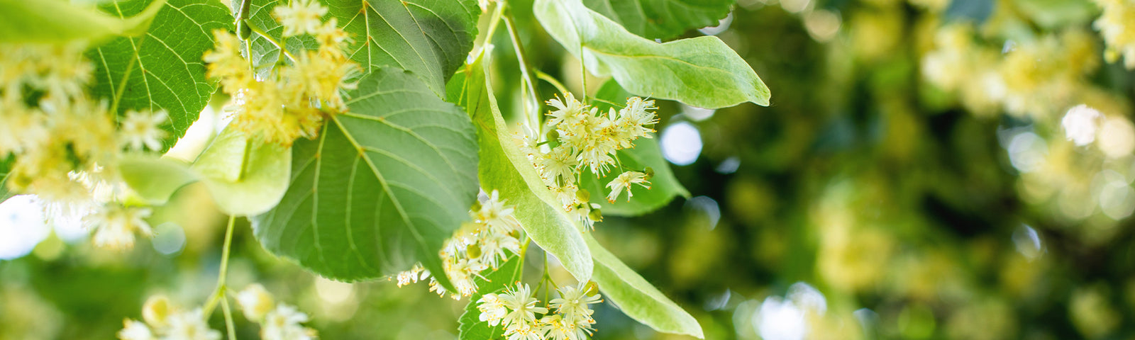 Tilleul pour ombre et fraîcheur au jardin | Willemse