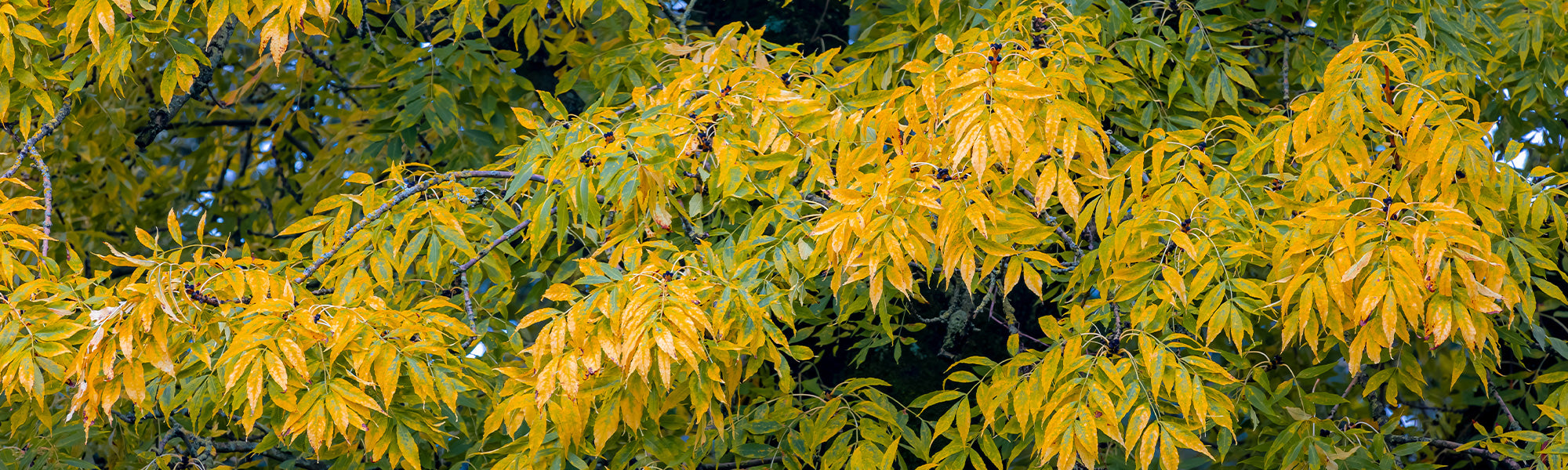 Frêne pour ombre légère et grand jardin | Willemse