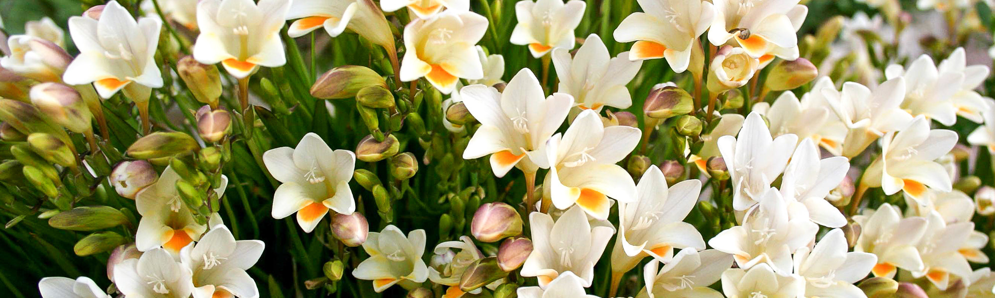 Freesia à grandes fleurs - Freesia grandiflora | Achat, Vente en ligne ...