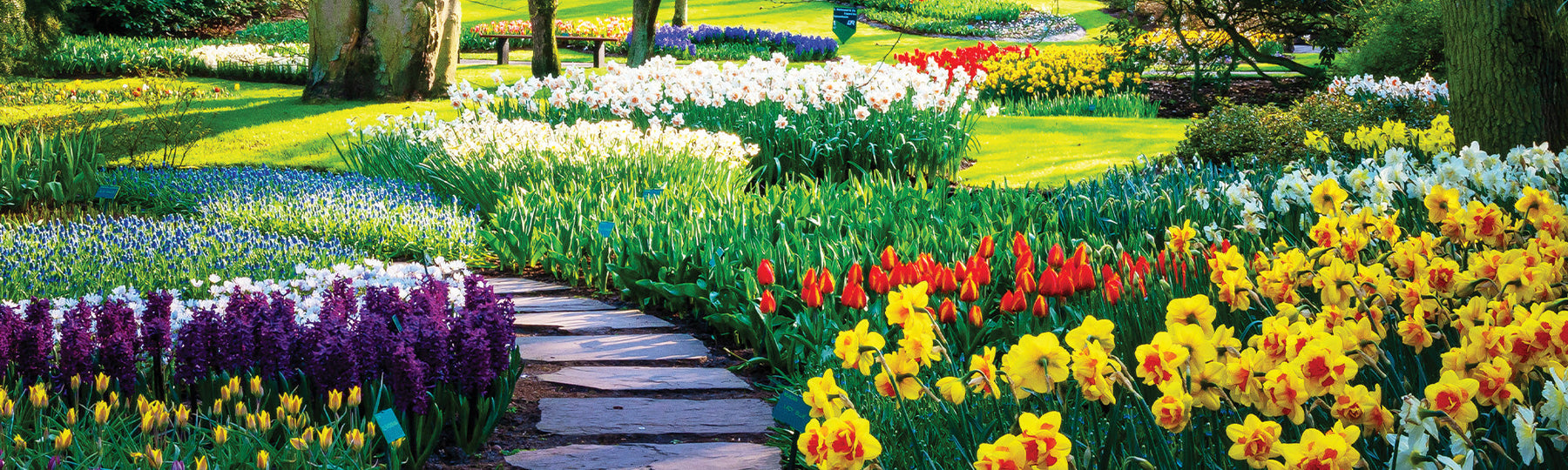 Colchique jaune - Colchicum luteum | Achat, Vente en ligne - Willemse