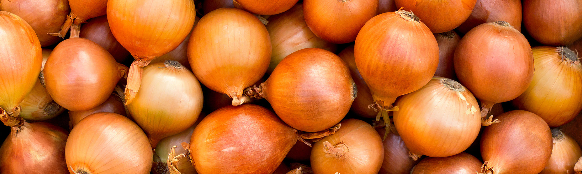 Bulbes d'oignons | Achat, Vente en ligne - Willemse