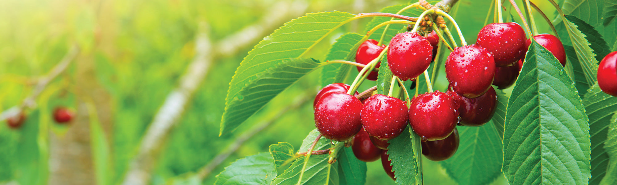 Cerisier | Achat, Vente en ligne - Willemse