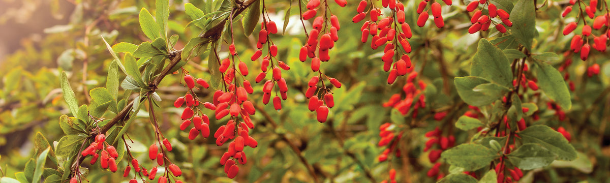 Goji : arbuste fruitier facile à cultiver | Willemse