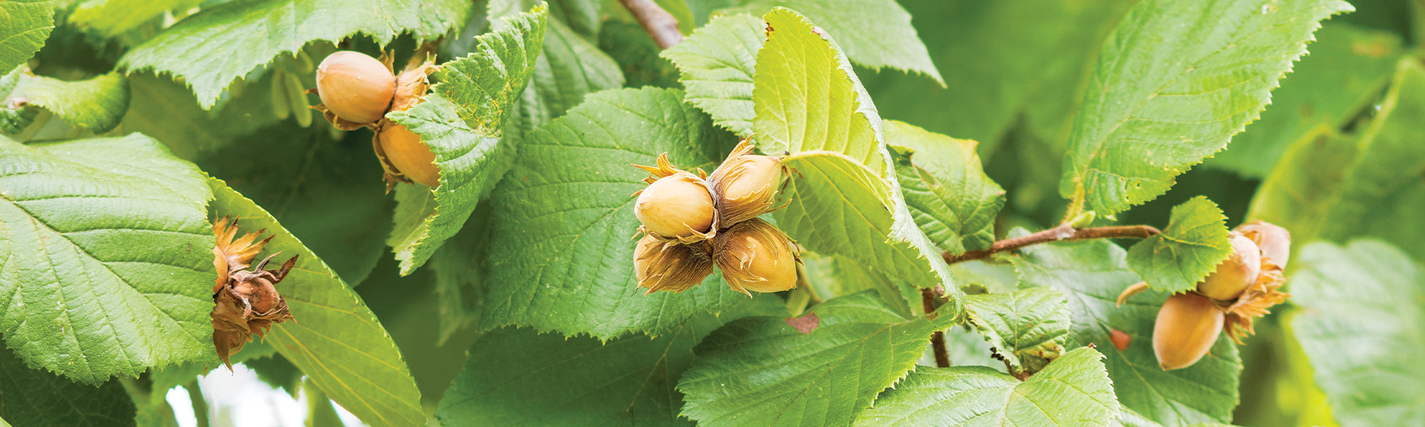 Noisetier féroce - Corylus ferox | Achat, Vente en ligne - Willemse
