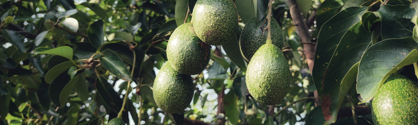 Avocatier | Achat, Vente en ligne - Willemse