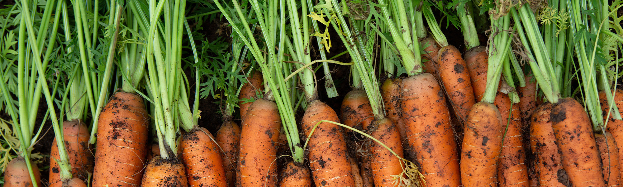 Carotte dorée - Daucus aureus | Achat, Vente en ligne - Willemse