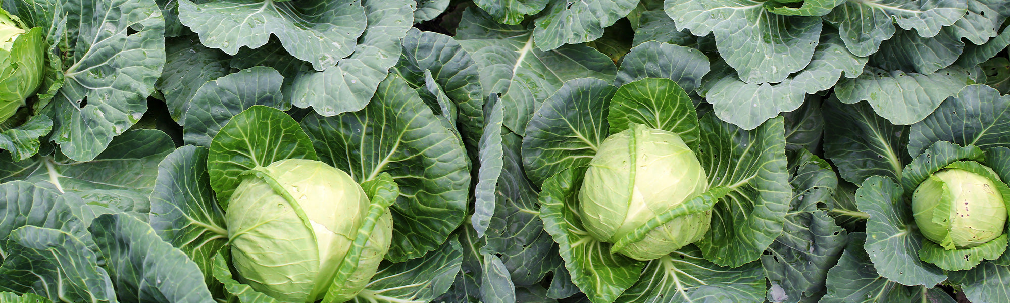 Chou commun - Brassica oleracea | Achat, Vente en ligne - Willemse
