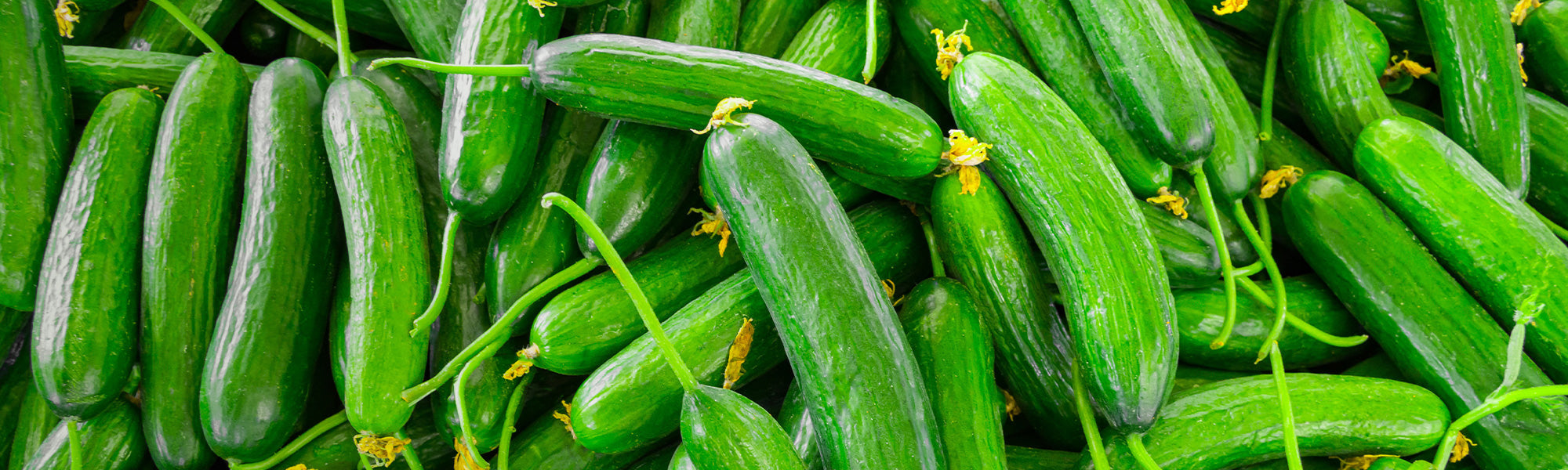 Concombre rampant - Cucumis humifructus | Achat, Vente en ligne - Willemse