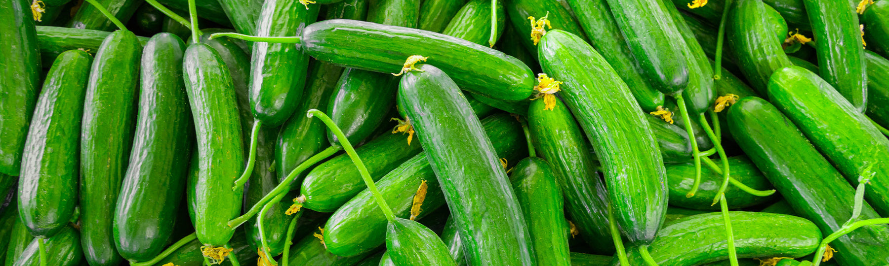 Graines de concombre pour récolte d'été | Willemse