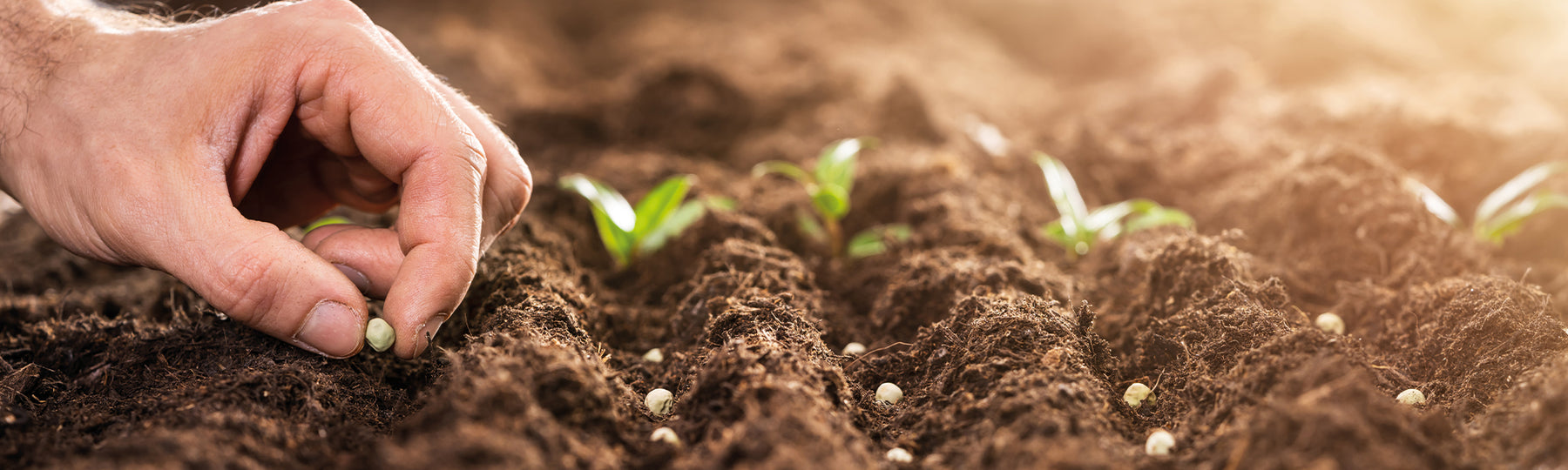 Kit de graines | Achat, Vente en ligne - Willemse