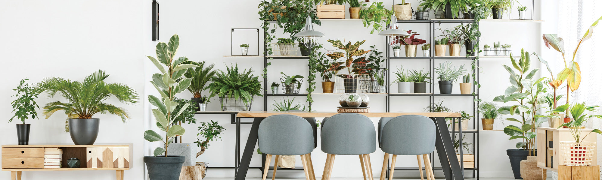 Banane de Homblé - Ensete homblei | Achat, Vente en ligne - Willemse