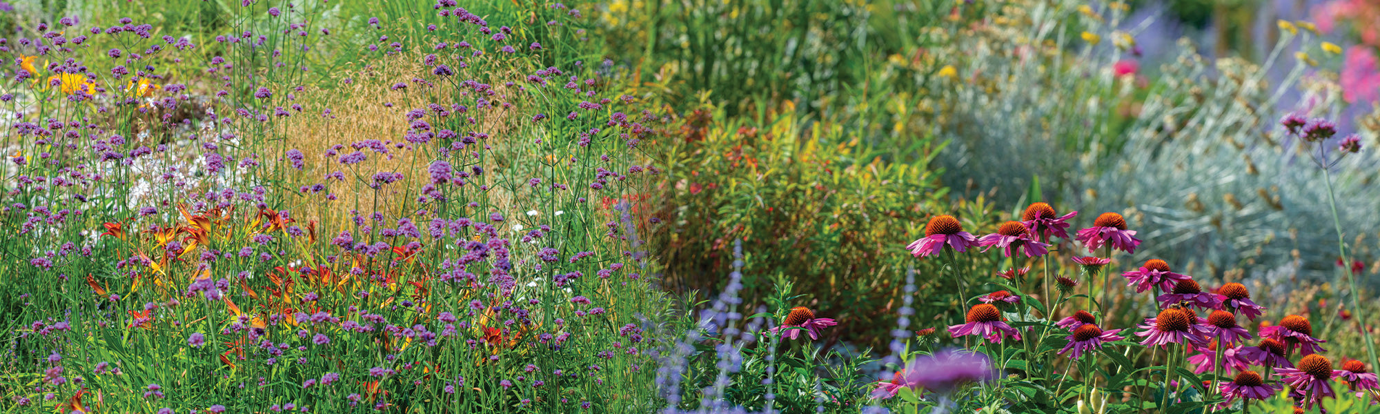 Aunée officinale - Inula helenium | Achat, Vente en ligne - Willemse