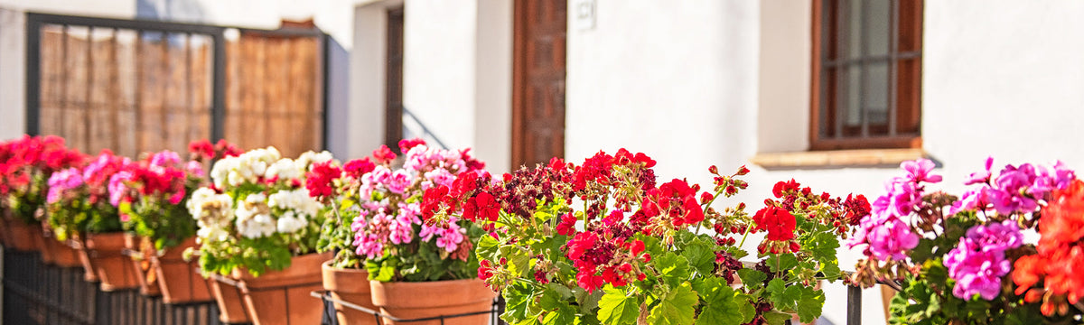 Géranium de balcon - Willemse France