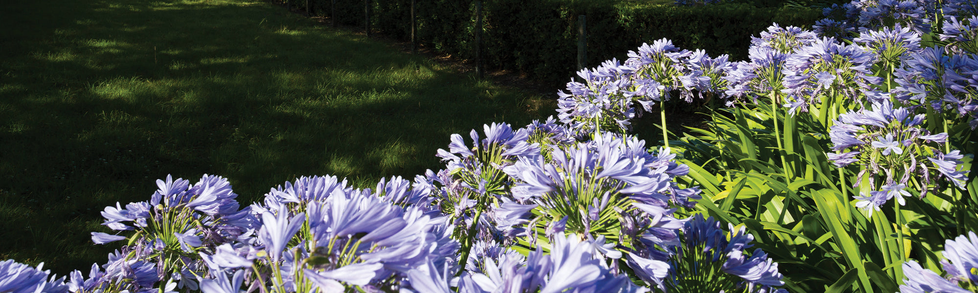 Agapanthe d'Afrique - Agapanthus africanus | Achat, Vente en ligne ...