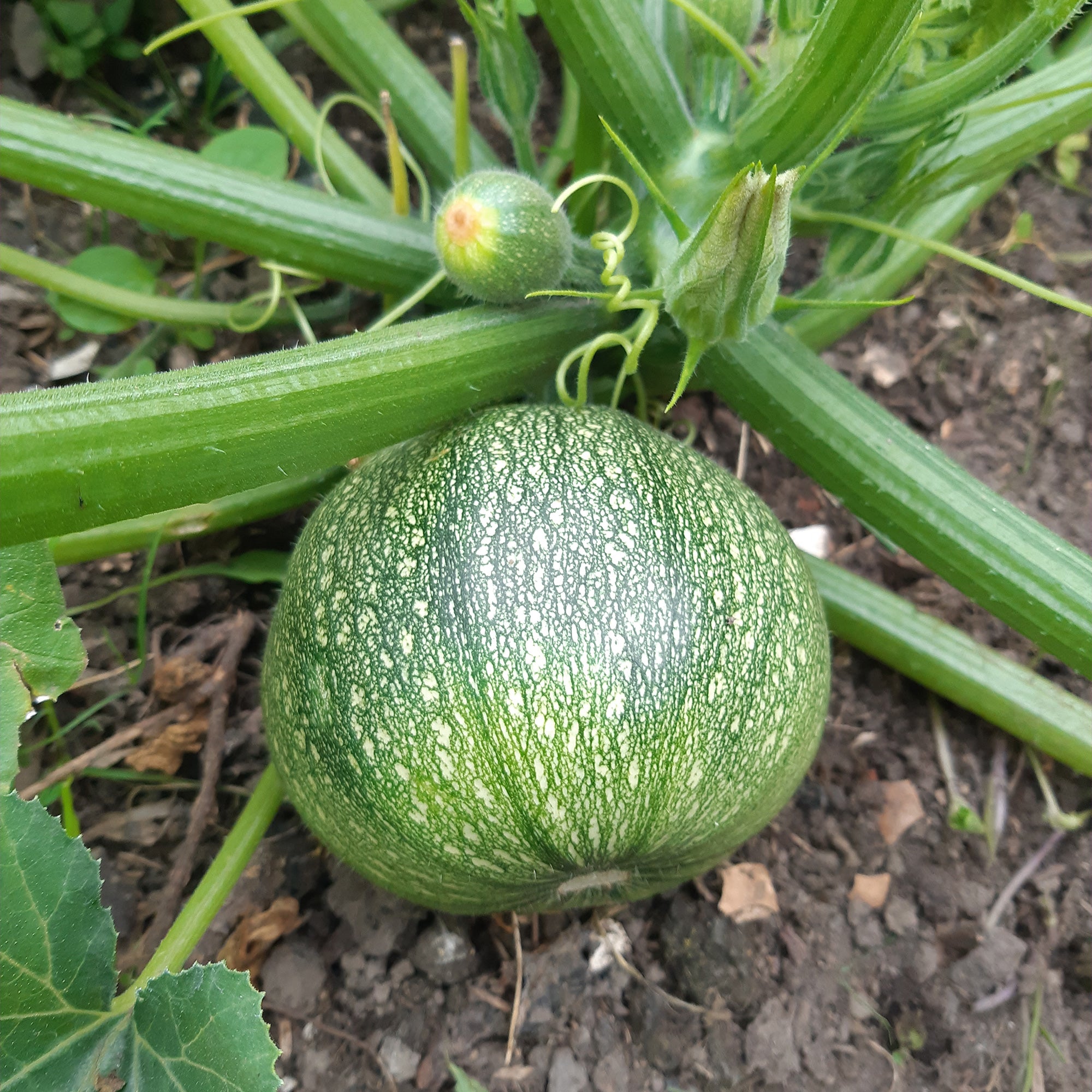 Graines Courgette De Nice à fruits ronds - Cucurbita pepo de nice à ...