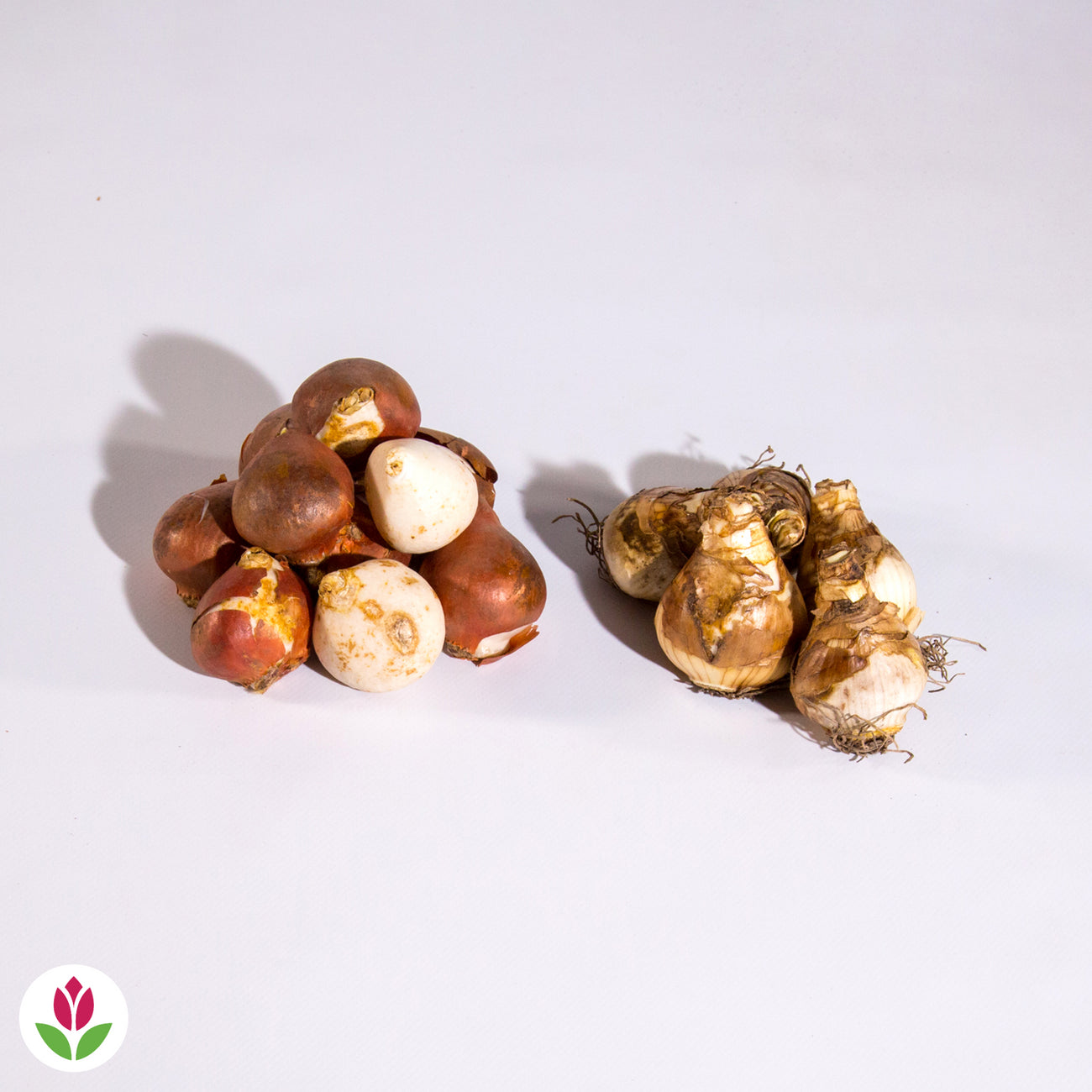 Bulbes Collection de 15 Narcisses Replete et Tulipes Evening breeze ...