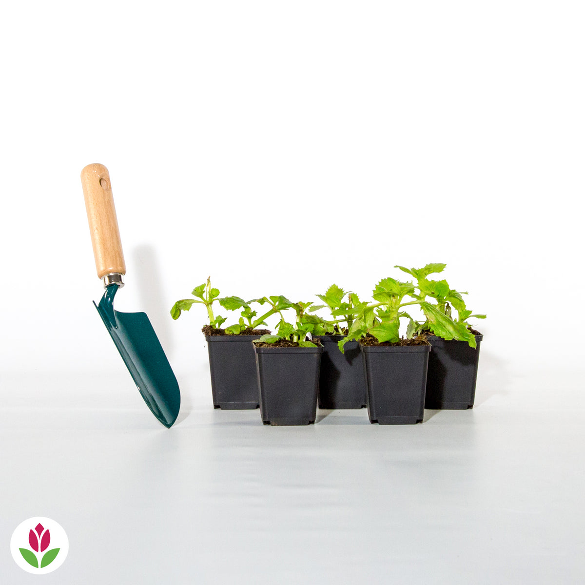 5 Mimulus Orange Glow - Mimulus orange glow