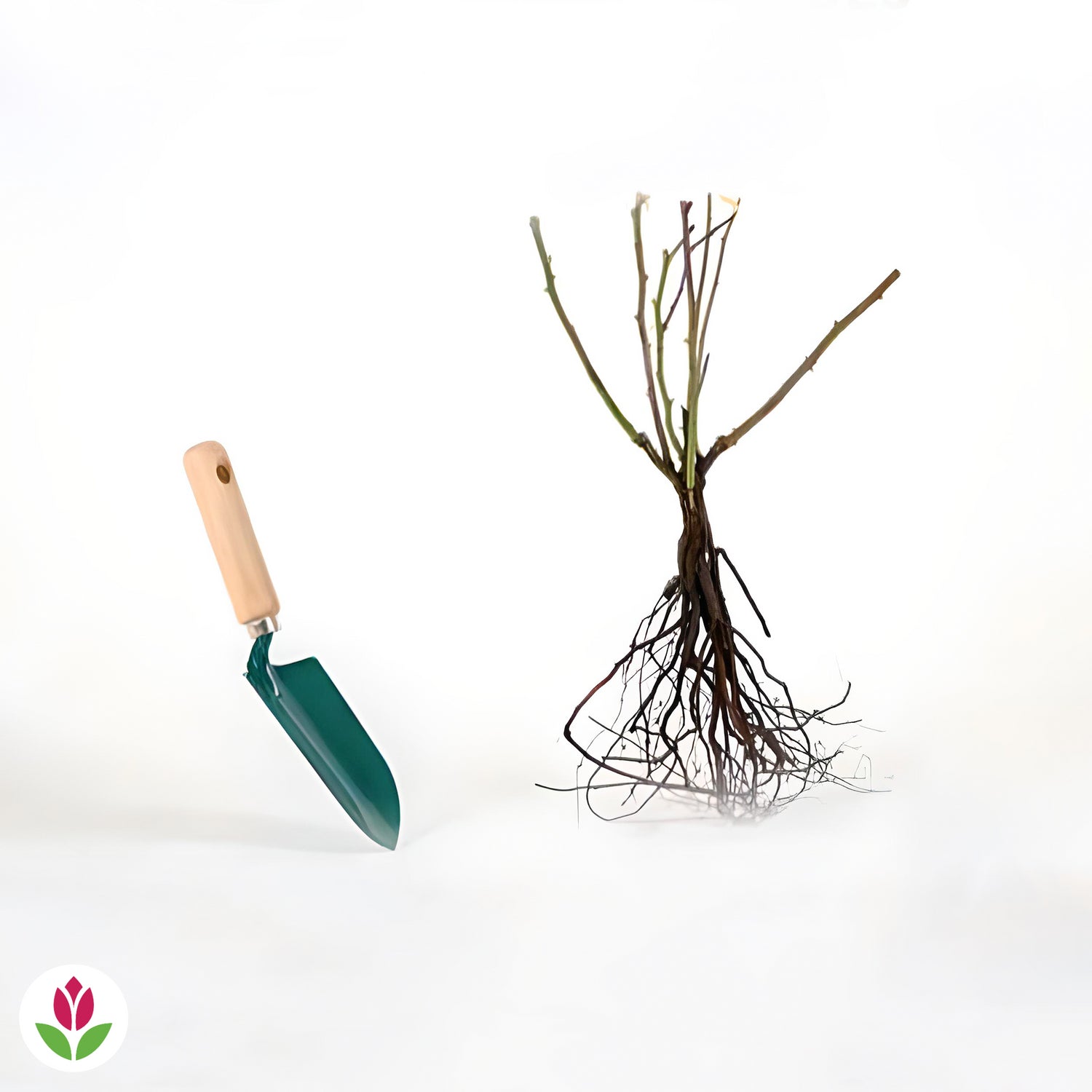 Rosier grimpant Métanoïa - Rosa metanoia